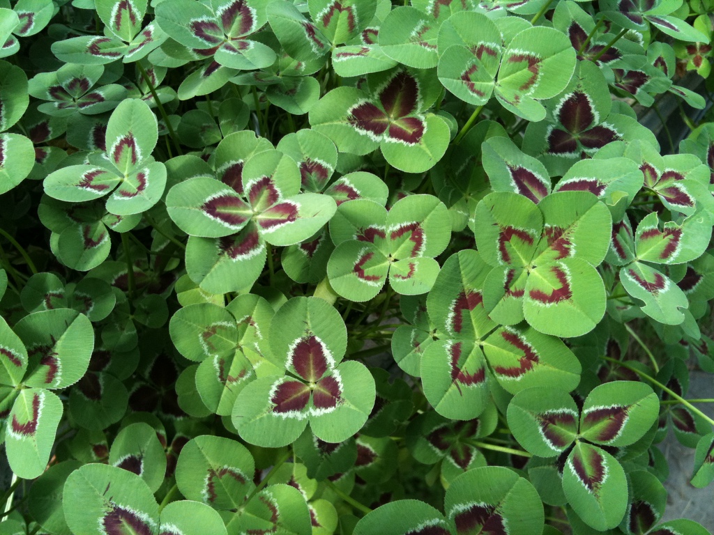 Research Leader Cultivates Global Impact Through Forage Legume ...